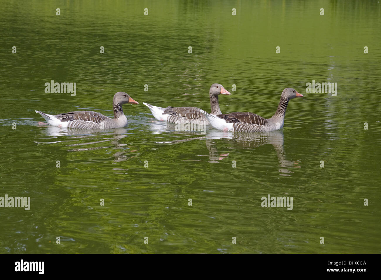 Grey lag goose hi-res stock photography and images - Alamy