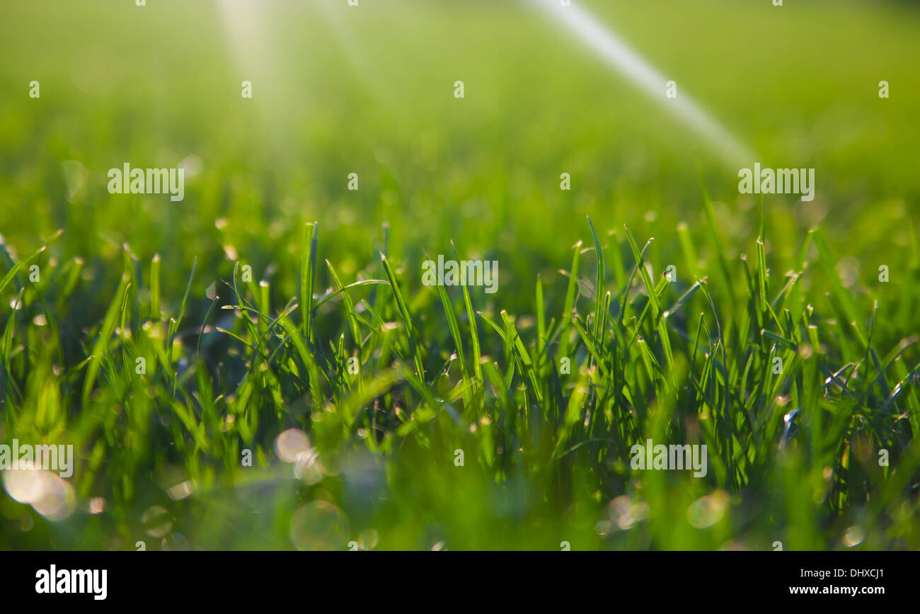 green summer grass and sun Stock Photo - Alamy