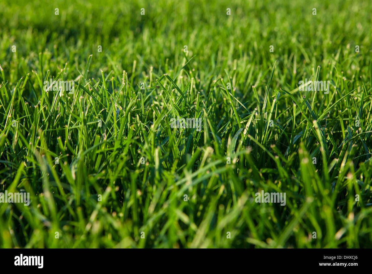 green summer grass and sun Stock Photo - Alamy