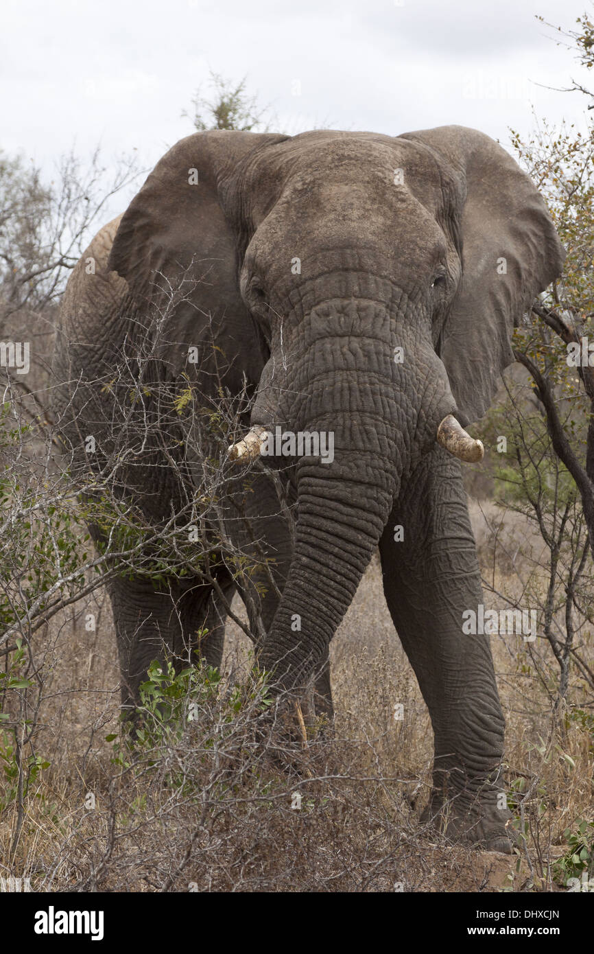 Elephant in the bush Stock Photo - Alamy