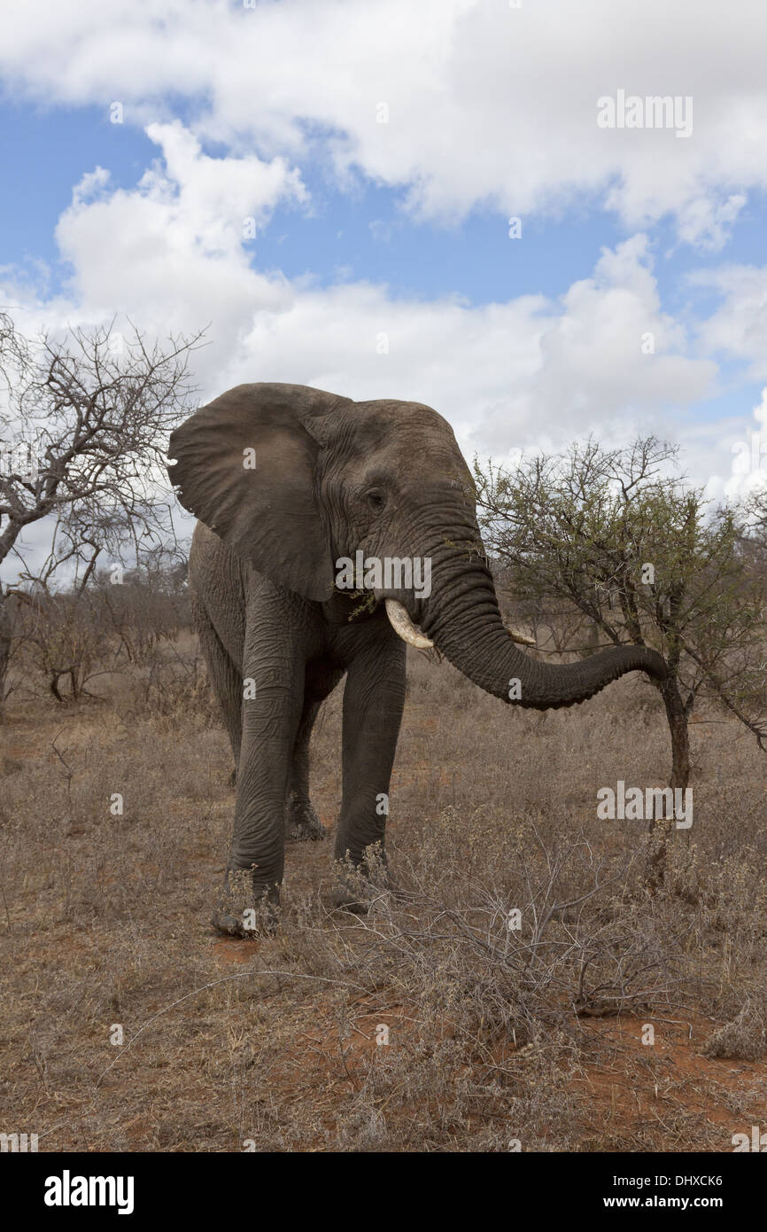 Elephant in the bush Stock Photo - Alamy