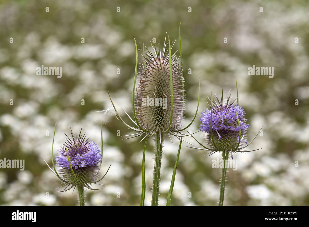 Dipsacus fullonum, Fuller's Teasel Stock Photo - Alamy