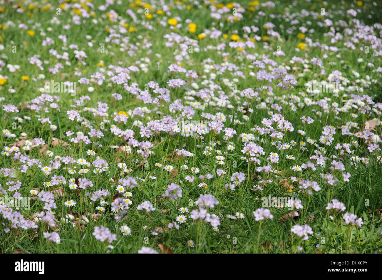 Meadow with cuckoo flower hi-res stock photography and images - Alamy