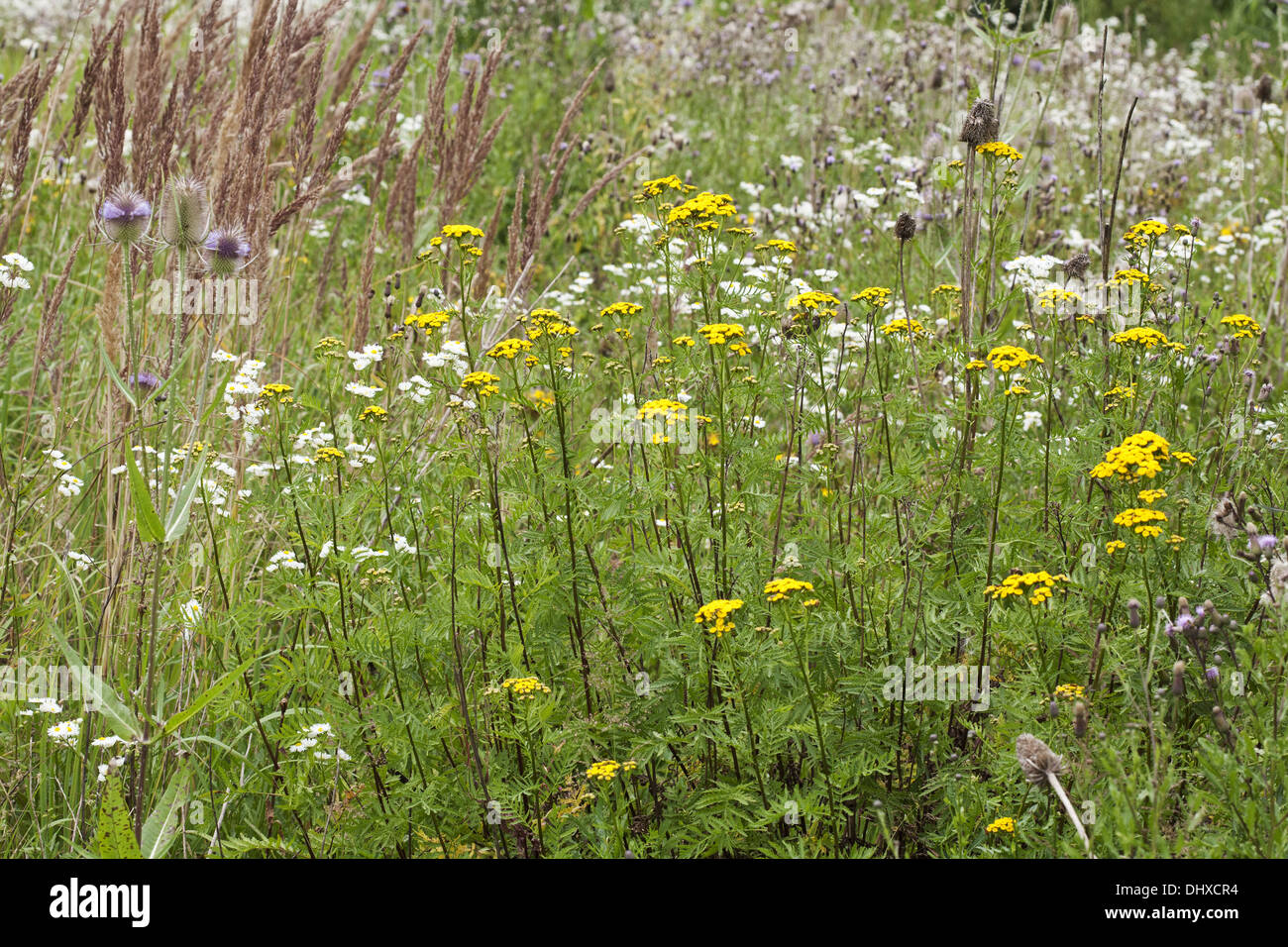 Common Tansy, Tanacetum vulgare Stock Photo - Alamy