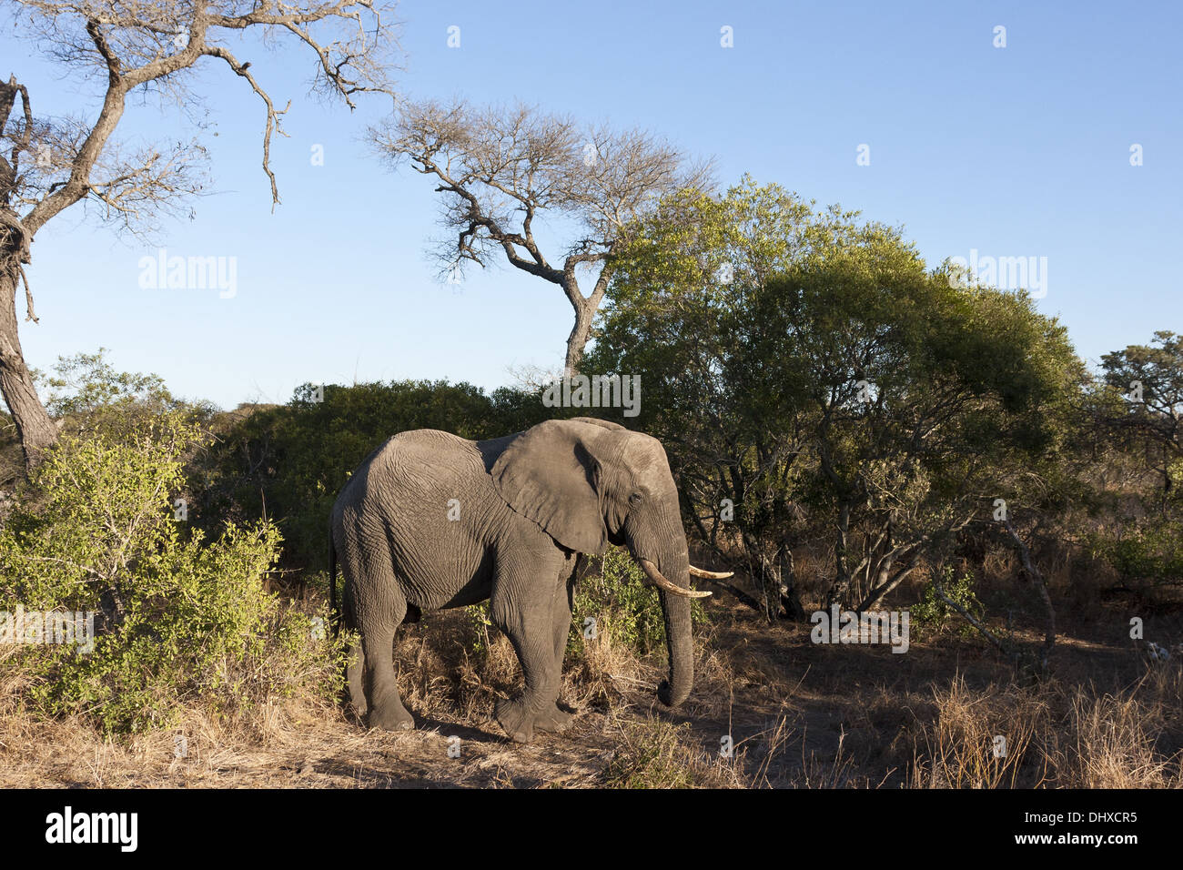 Elephant in the bush Stock Photo - Alamy