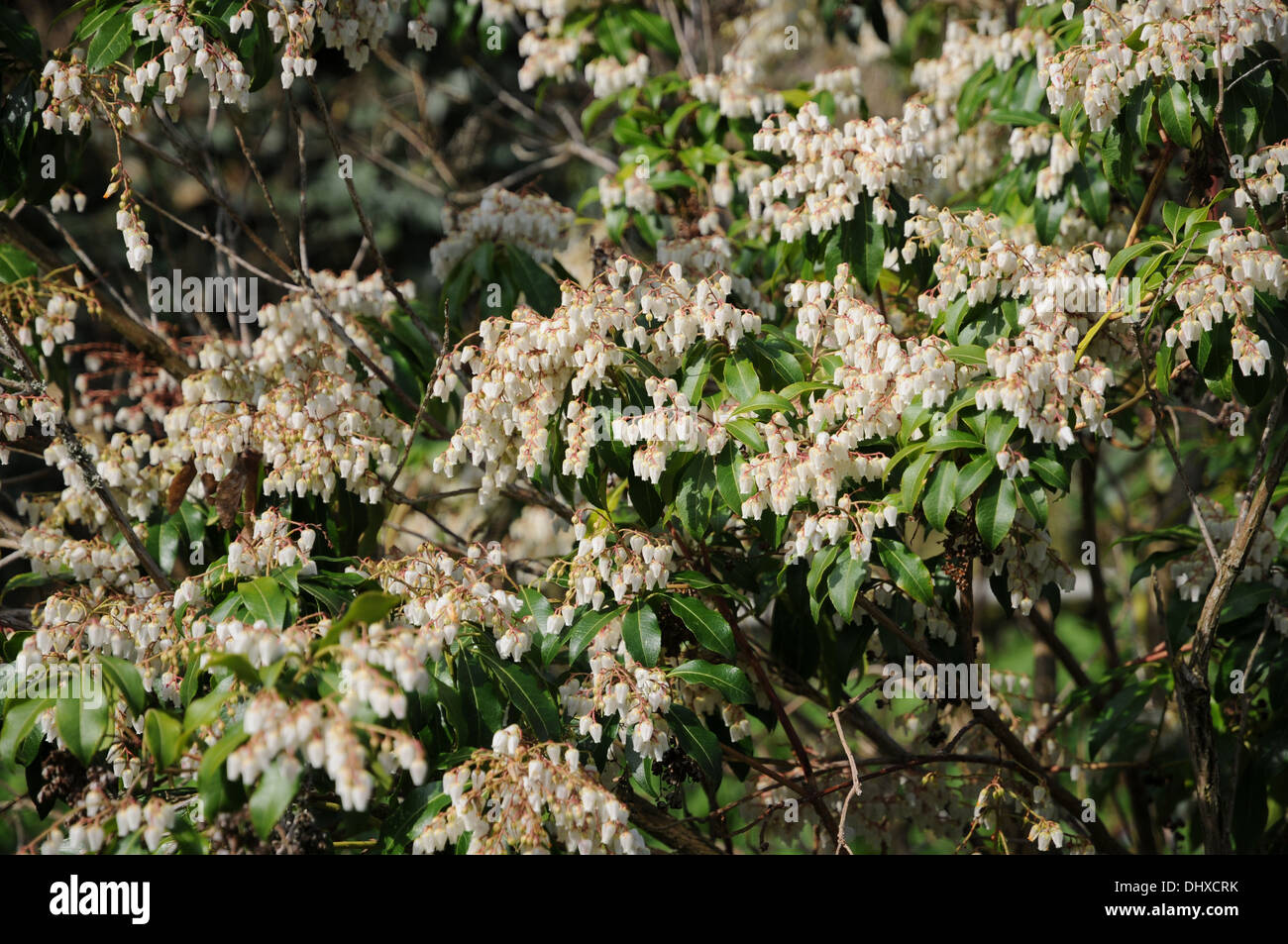 Pieris japonica andromeda hi-res stock photography and images - Alamy