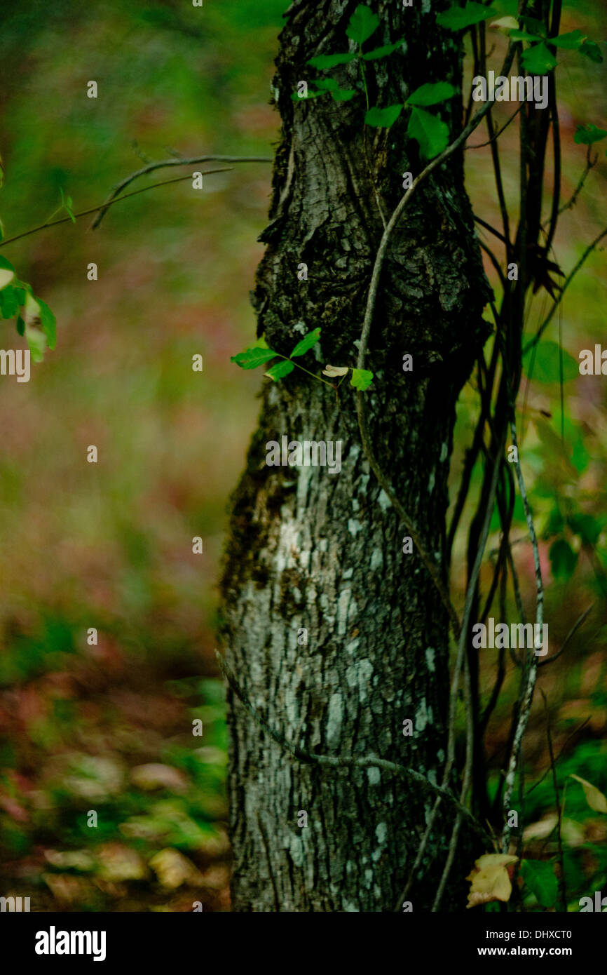 Vine Growing up Tree Trunk Stock Photo - Alamy