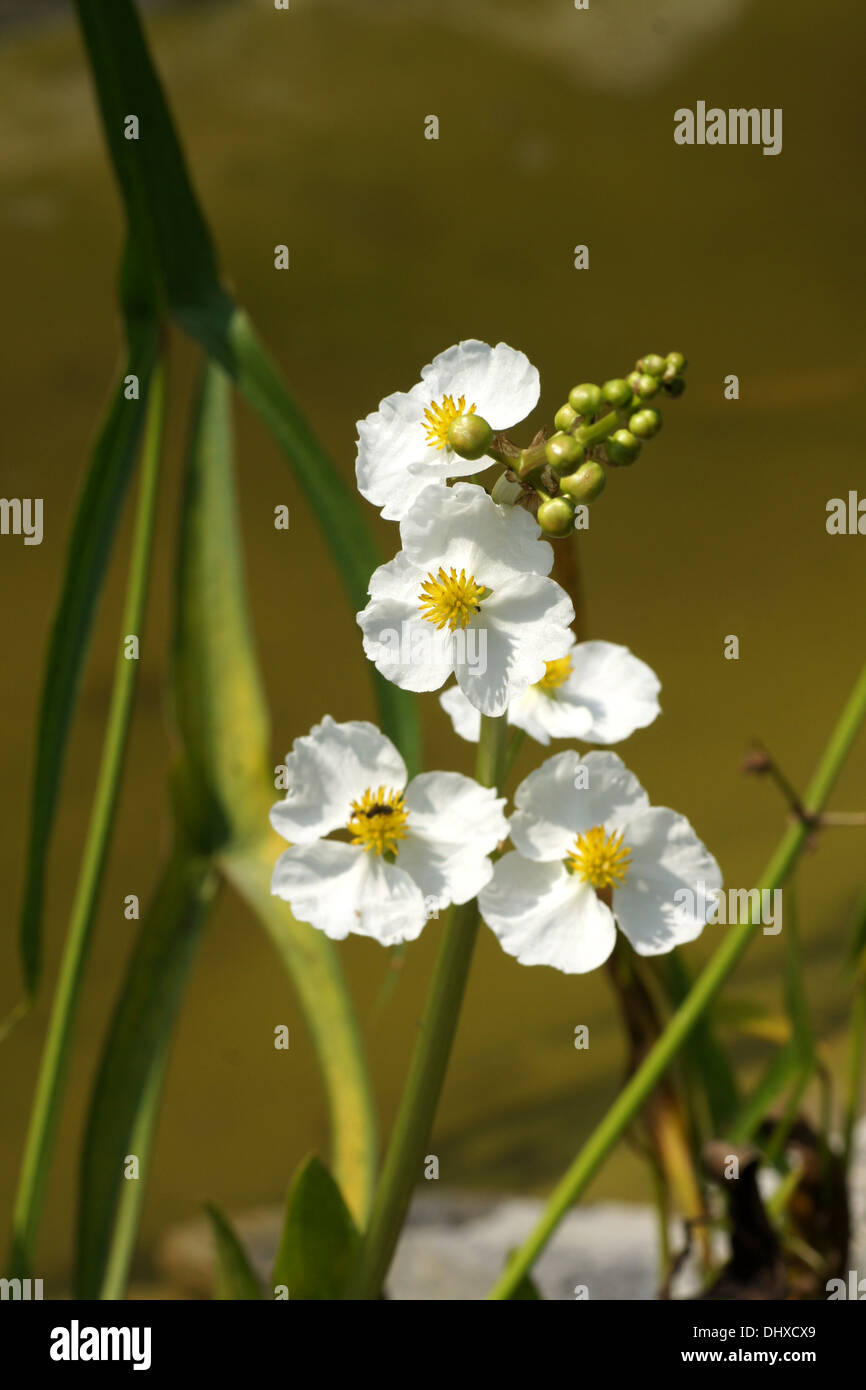 Arrowhead pond hi-res stock photography and images - Alamy