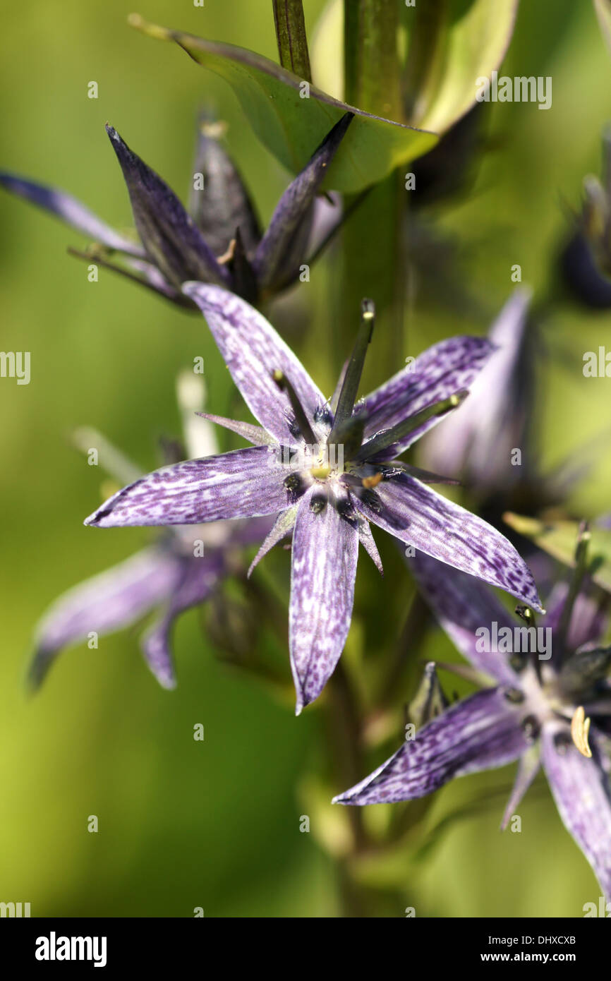 Blaue wasserpflanze hi-res stock photography and images - Alamy