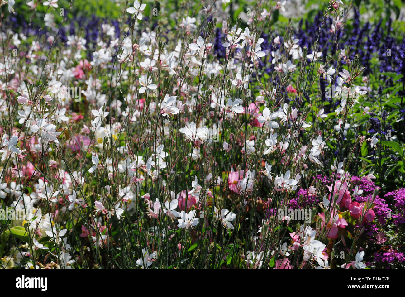 White gaura hi-res stock photography and images - Alamy