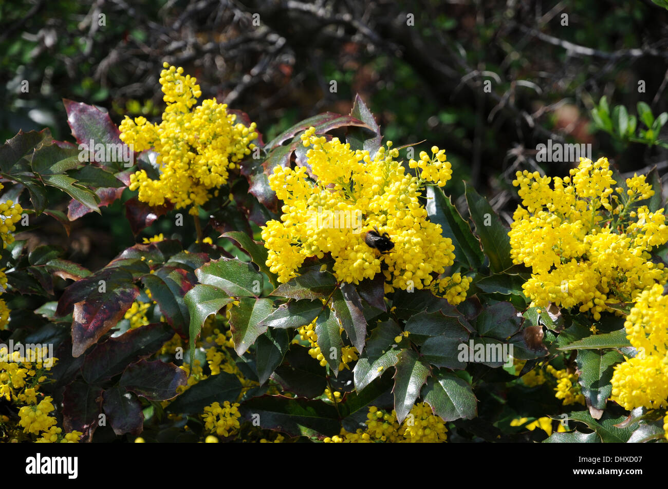 Oregongrape hi-res stock photography and images - Alamy