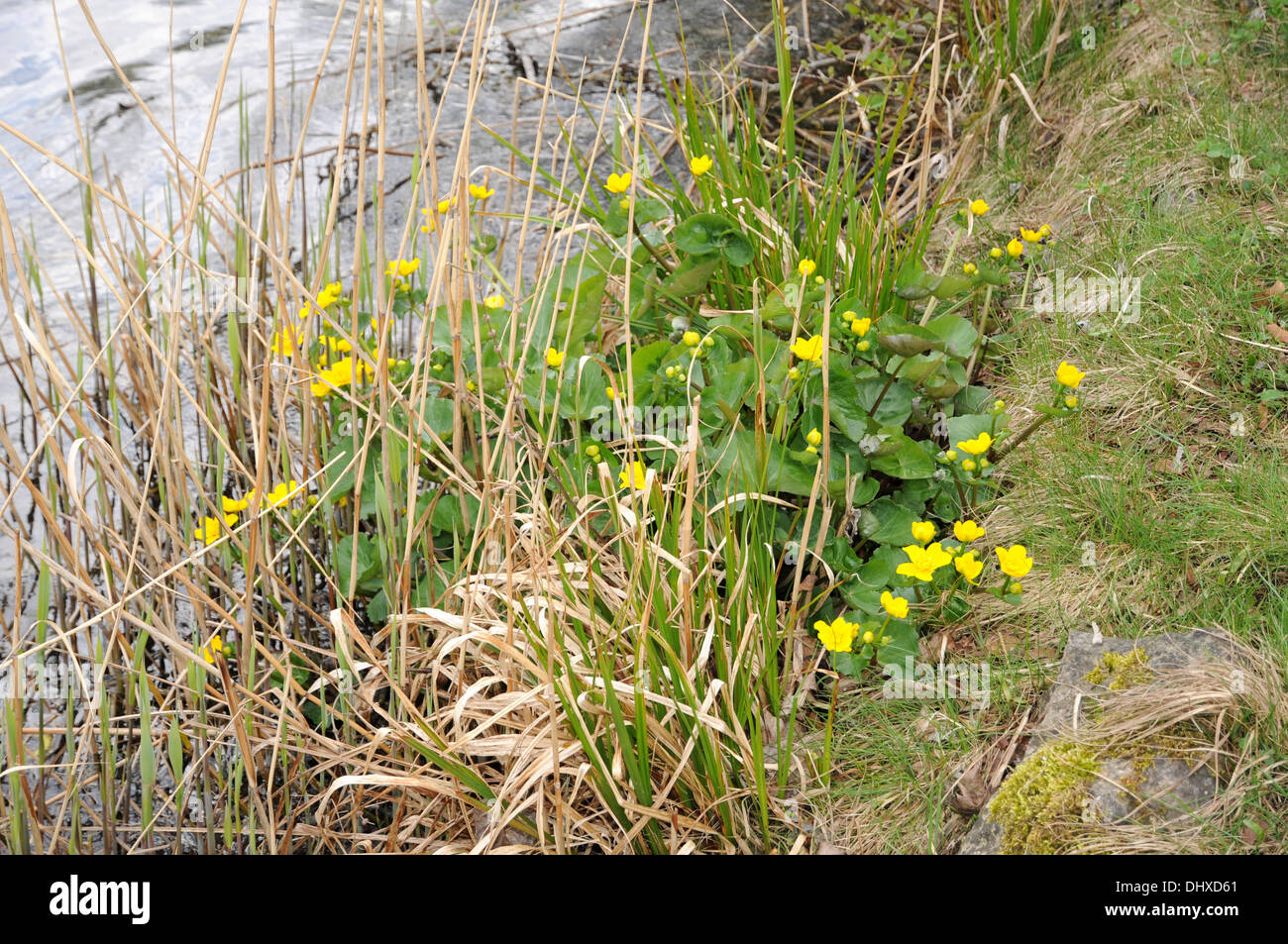 Kingcup blumen hi-res stock photography and images - Alamy