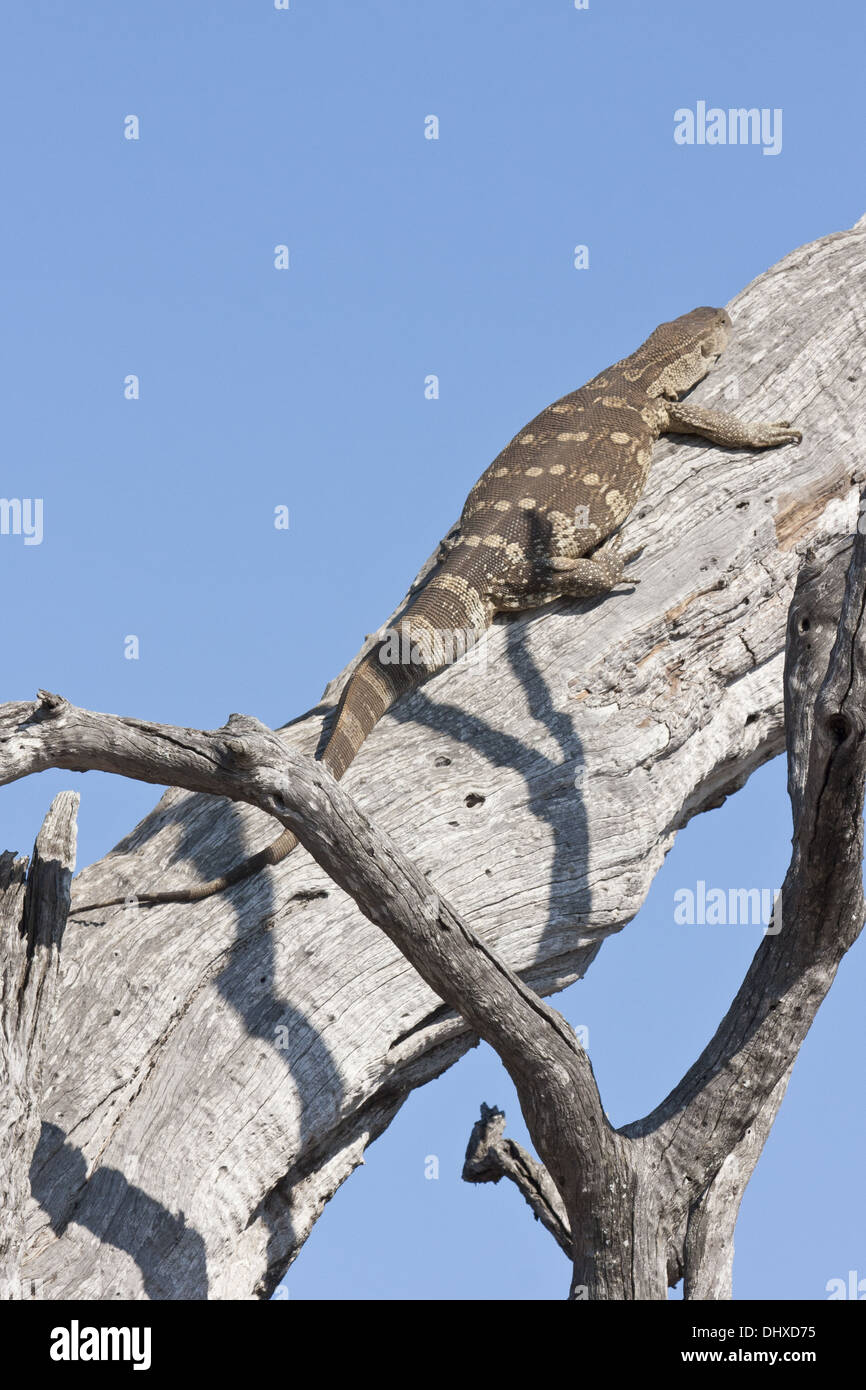 Vertical monitor lizard hi-res stock photography and images - Alamy