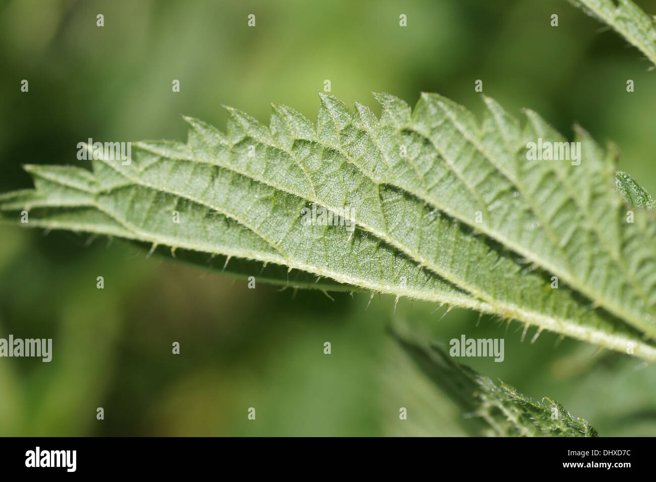 Poison nettles hi-res stock photography and images - Alamy