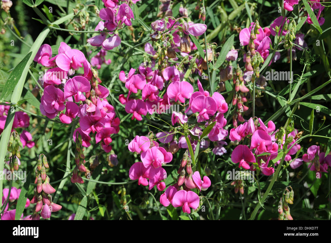Sweat pea flowers hi-res stock photography and images - Alamy