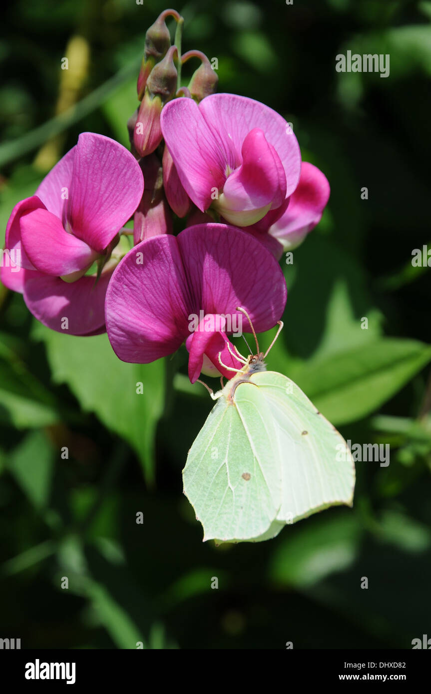 Sweat pea flowers hi-res stock photography and images - Alamy