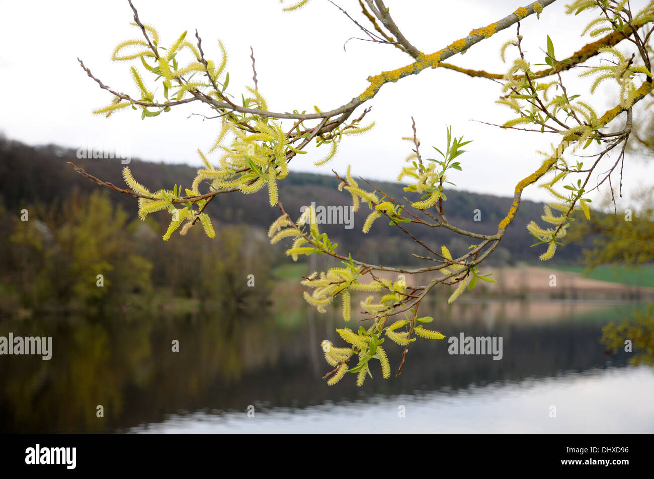 Silberweiden shrub hi-res stock photography and images - Alamy