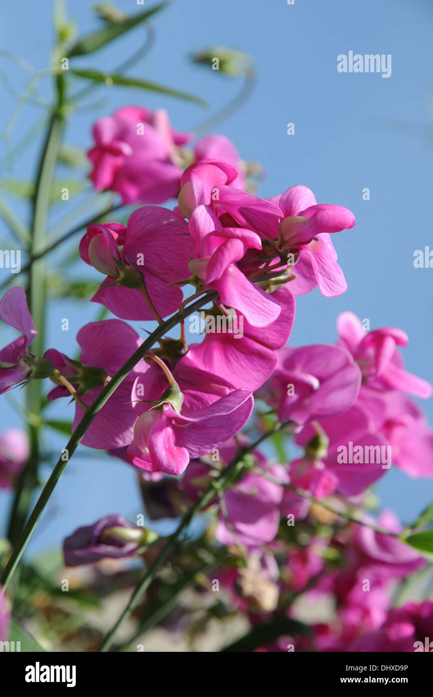 Sweat pea flowers hi-res stock photography and images - Alamy