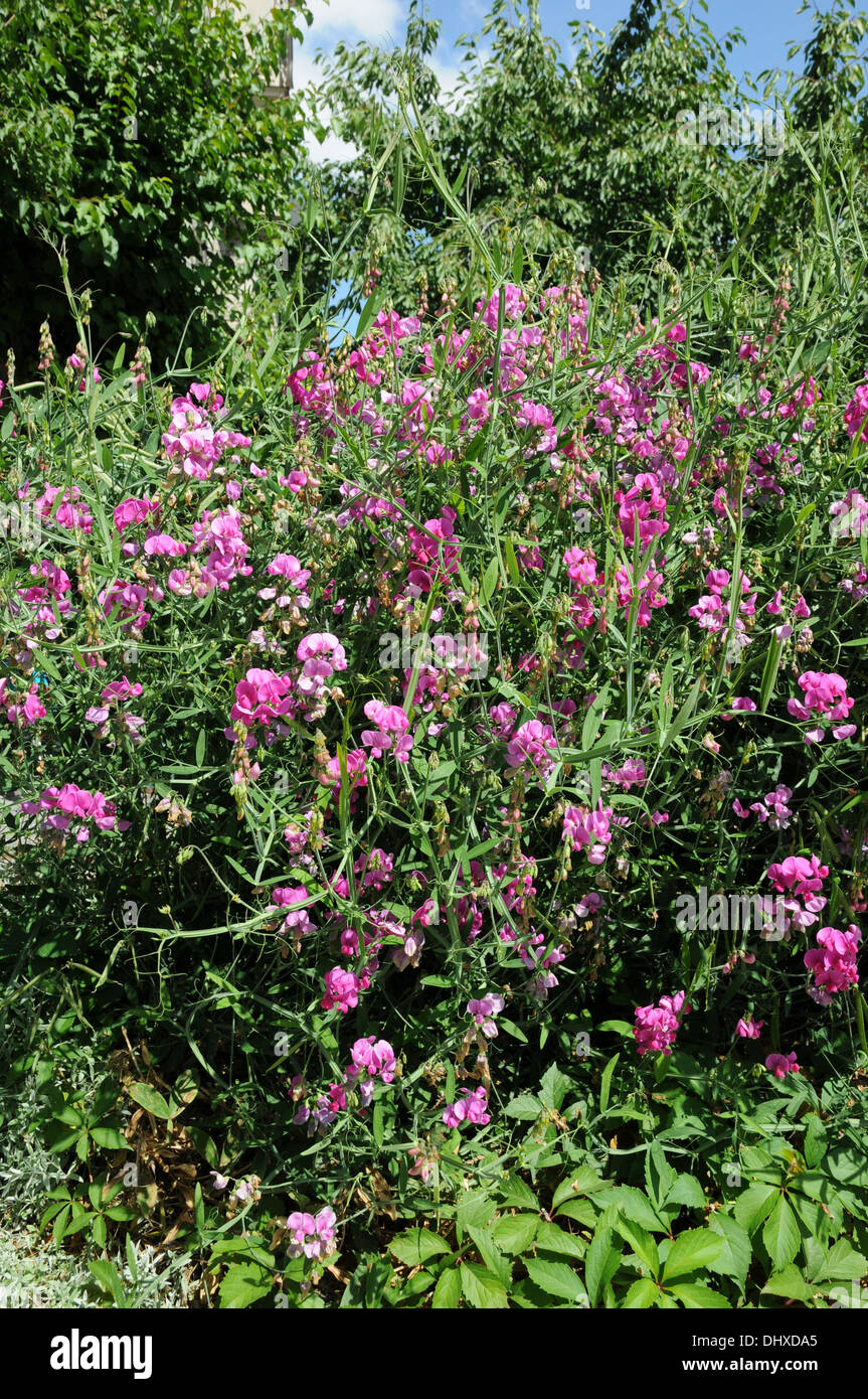 Sweat pea flowers hi-res stock photography and images - Alamy