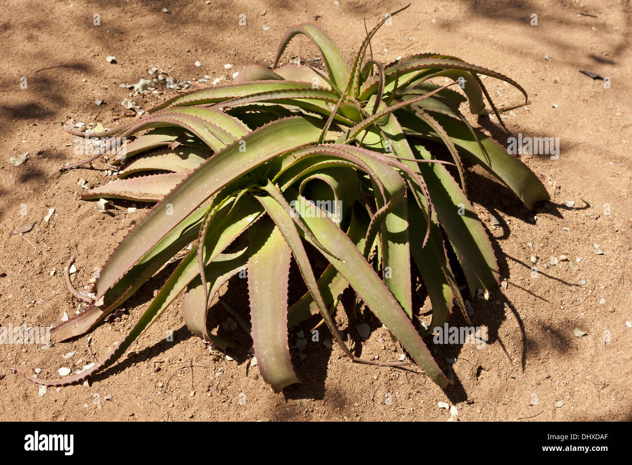 Agave greenhouse in Africa (agave Stock Photo - Alamy