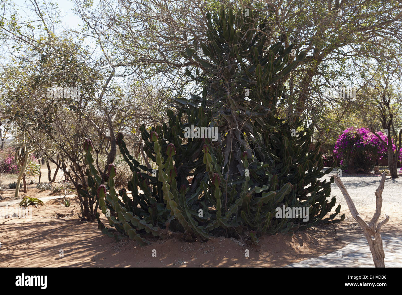limpopo south africa cactus tree