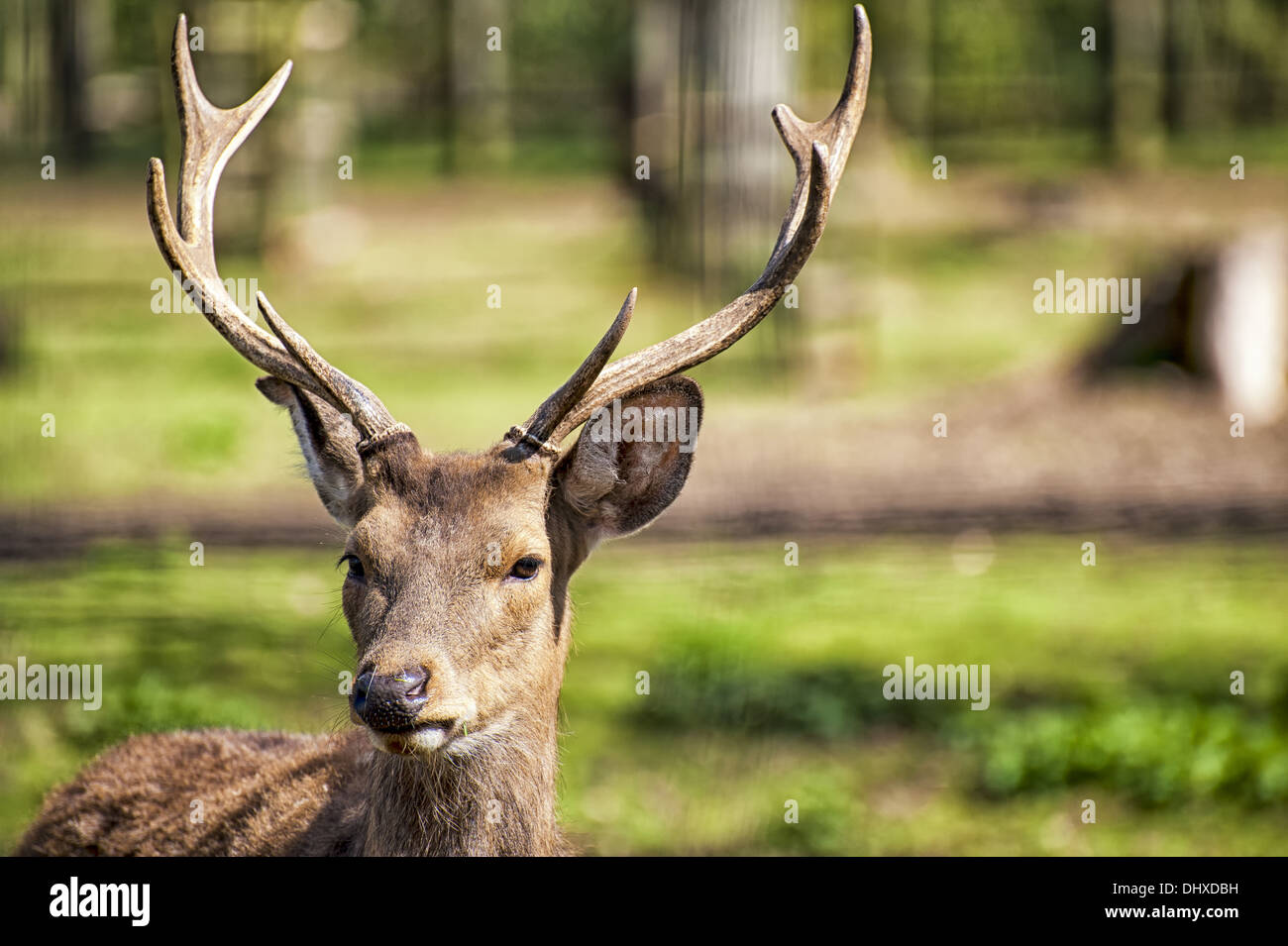 Buck ears hi-res stock photography and images - Alamy