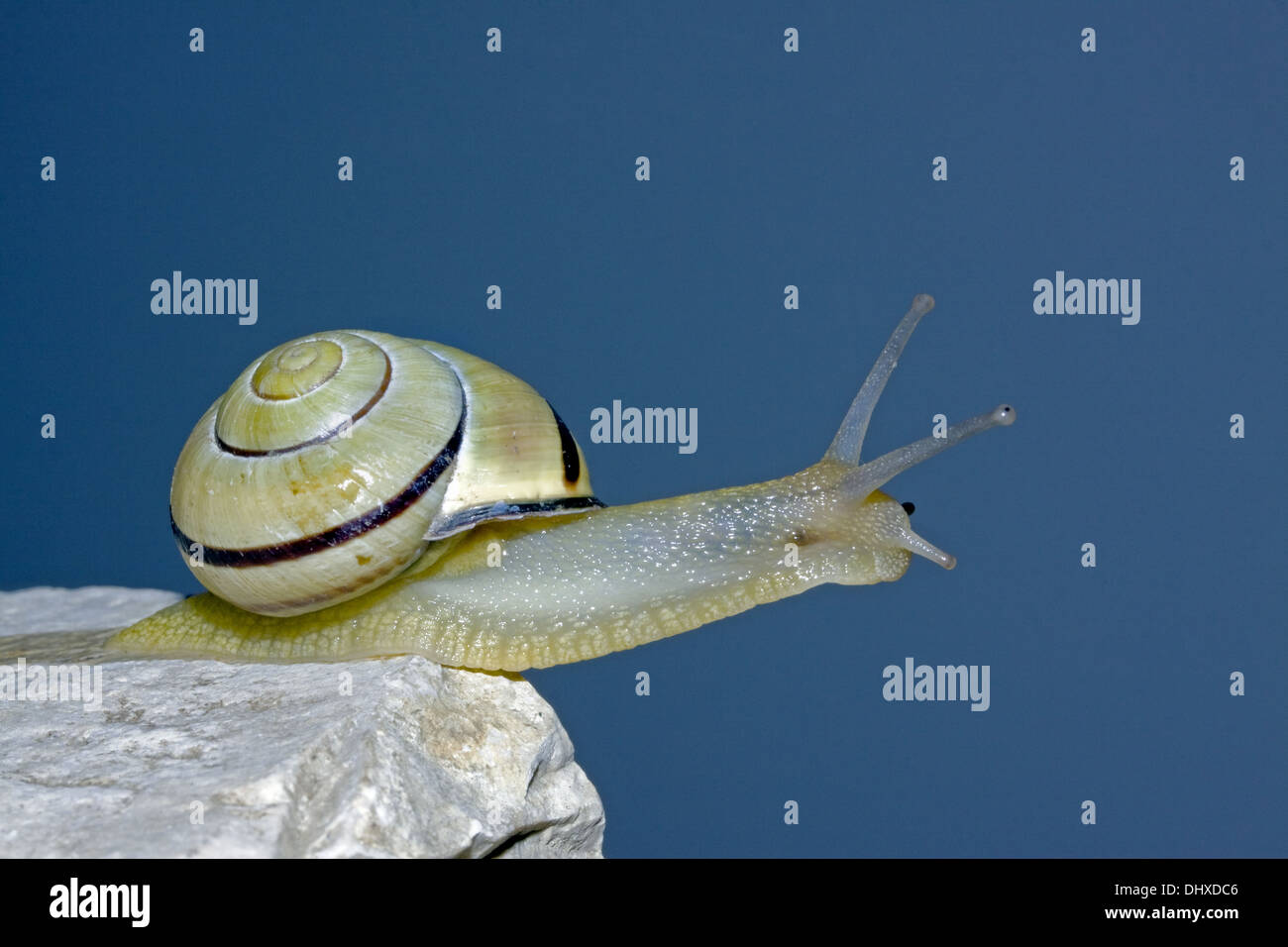 Grove snail helicidae hi-res stock photography and images - Alamy