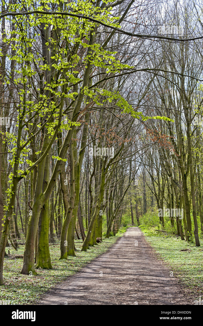 deserted forest road Stock Photo - Alamy