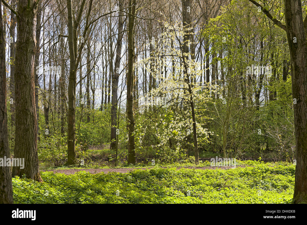 Flowering deciduous tree hi-res stock photography and images - Alamy