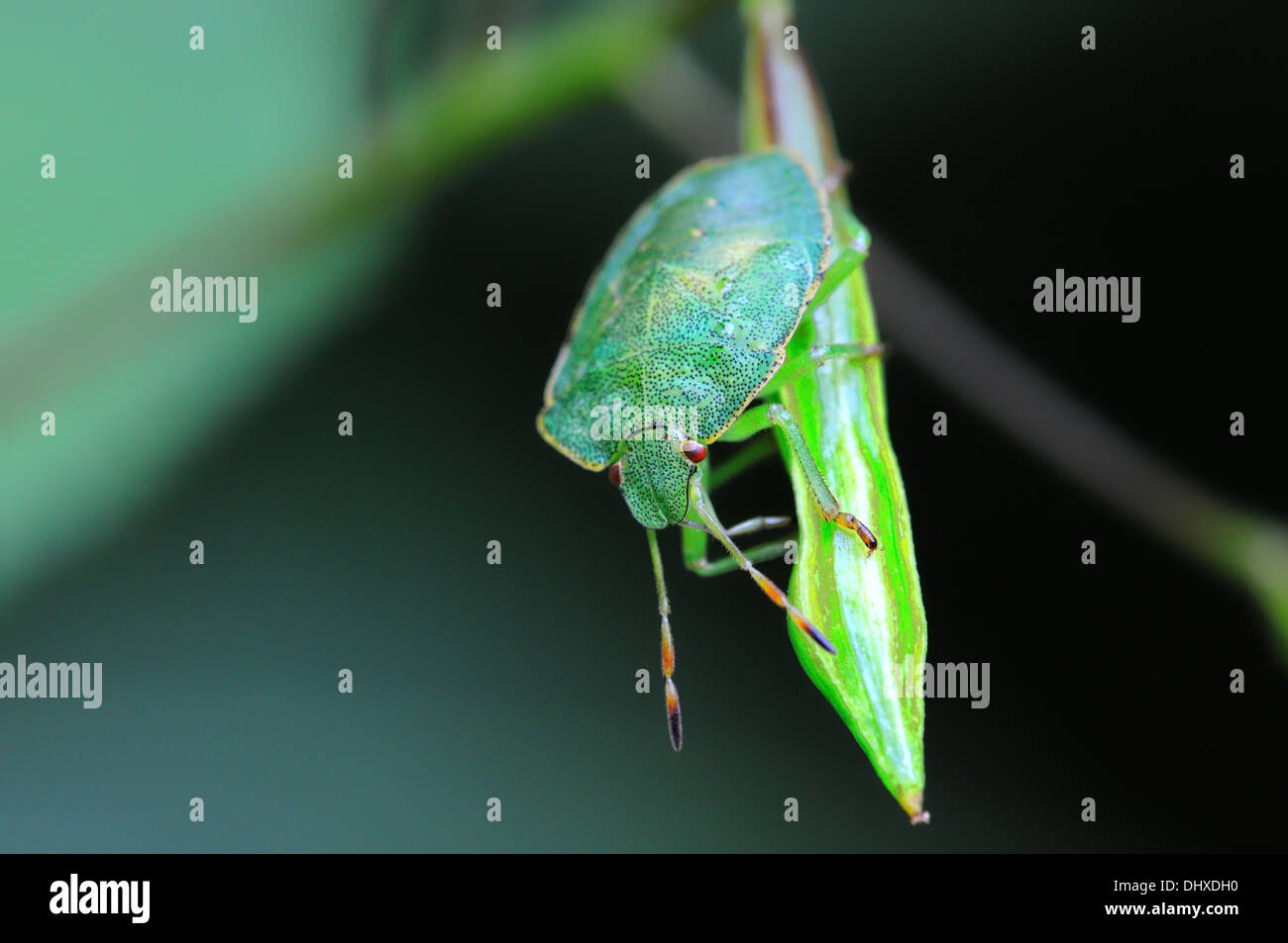 Green stink bugs hi-res stock photography and images - Alamy