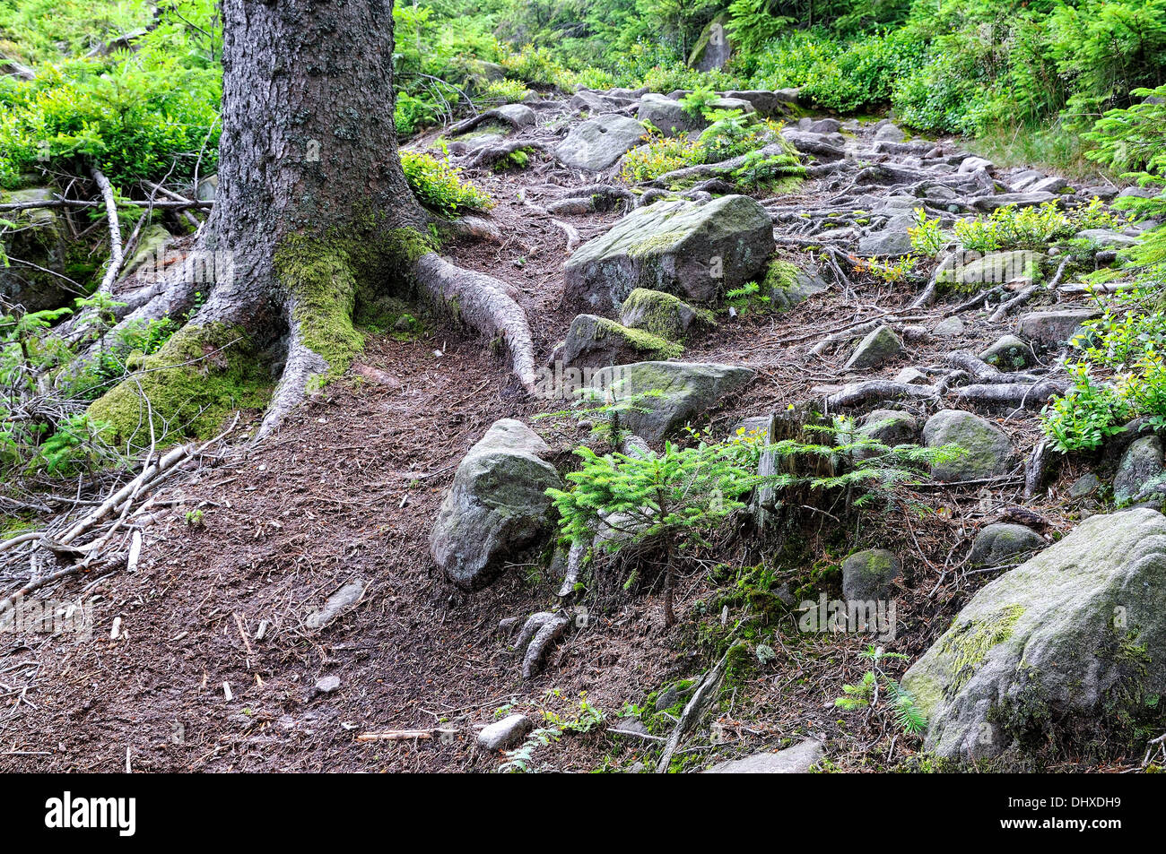 On forest floor with stones hi-res stock photography and images - Alamy