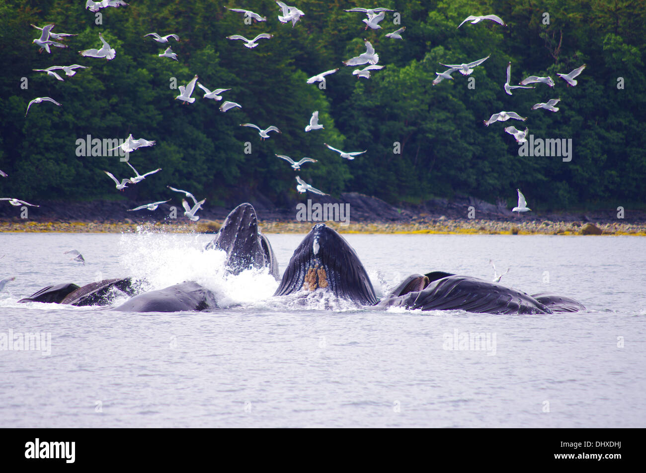 Feeding Humpback Whales Stock Photo - Alamy