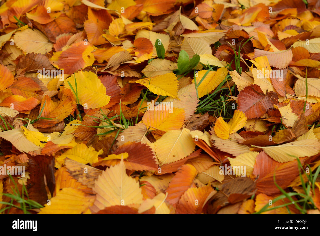 Fall orange and red autumn leaves on ground for background Stock Photo ...