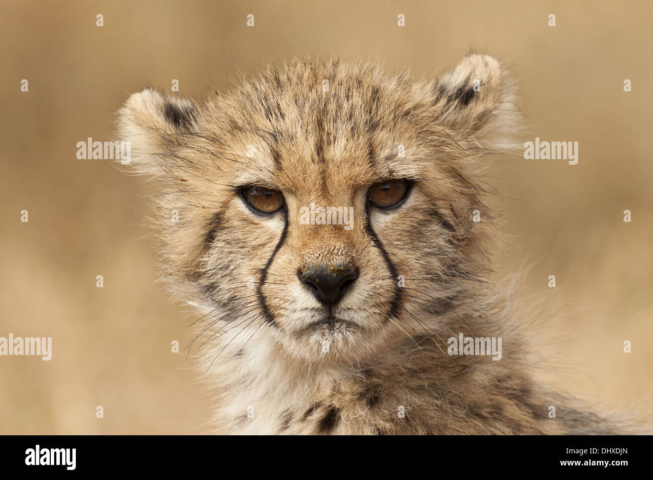 One young cheetah hi-res stock photography and images - Alamy