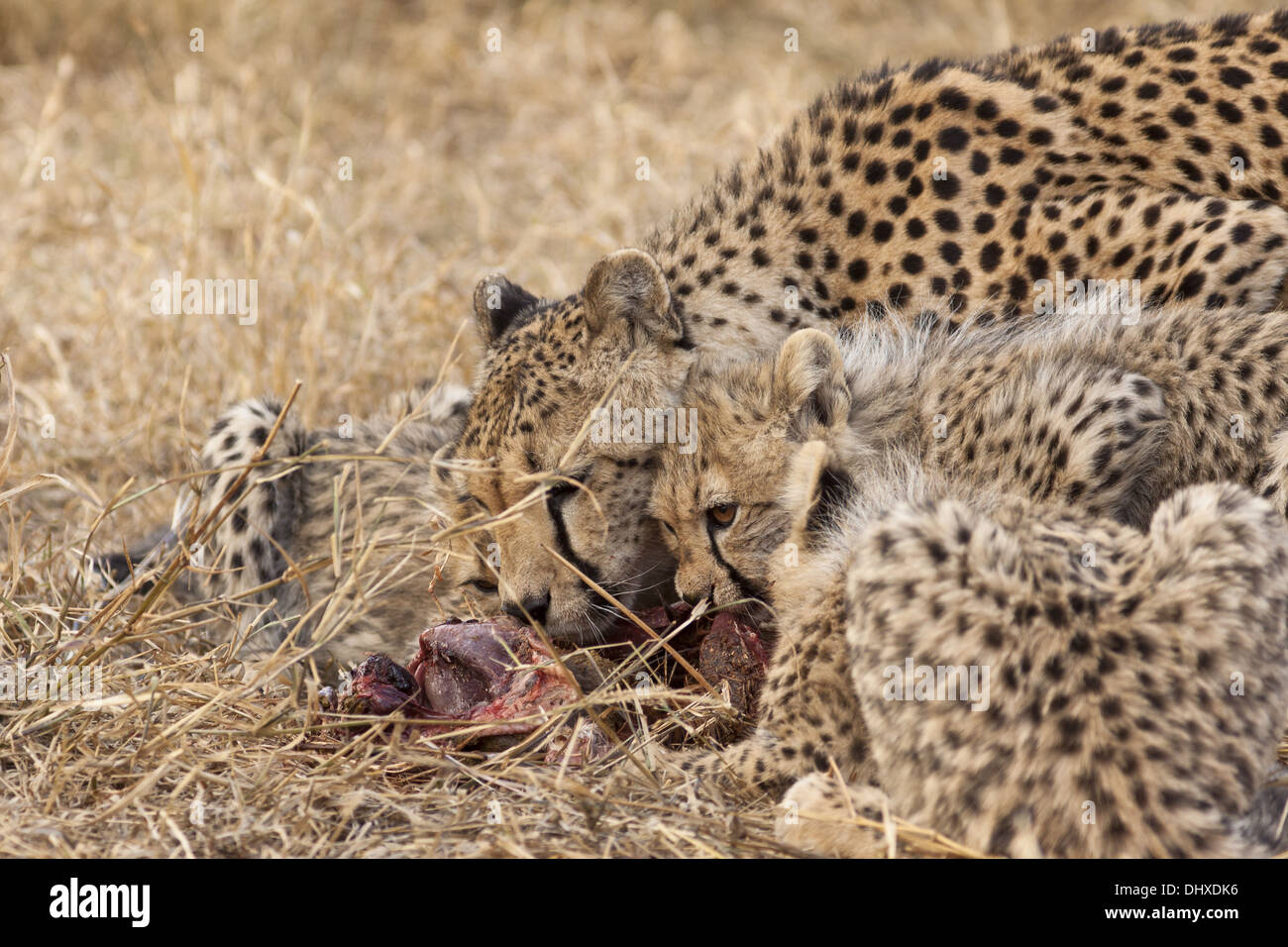 Cheetahs (Acinonyx jubatus Stock Photo - Alamy