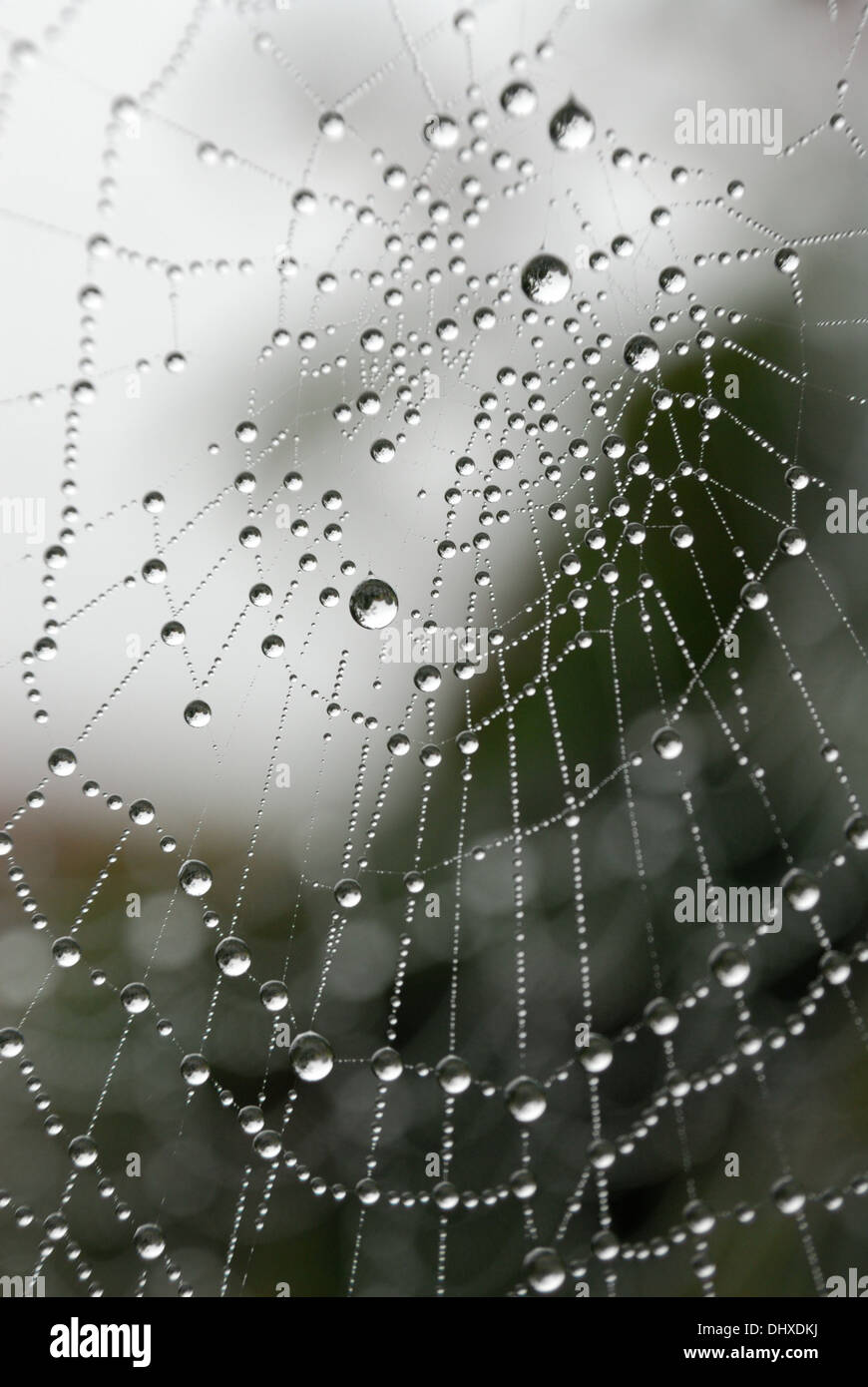 Hanging spiders hi-res stock photography and images - Alamy