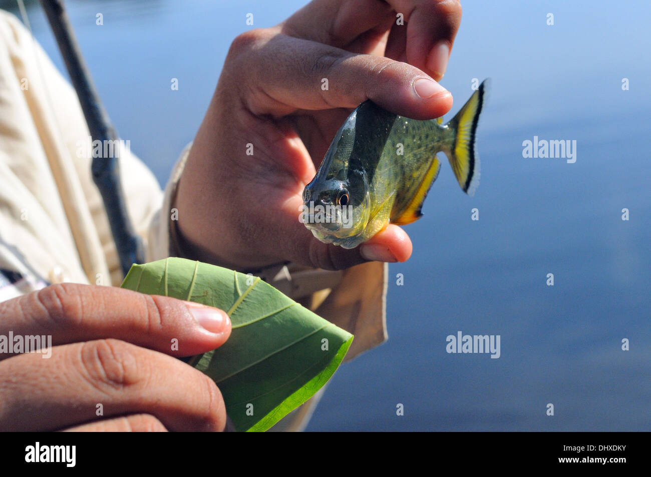 Piranha teeth hi-res stock photography and images - Alamy