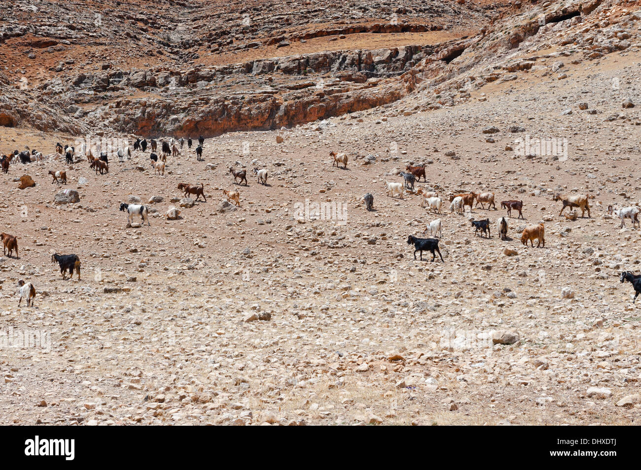 Holy ram hi-res stock photography and images - Alamy