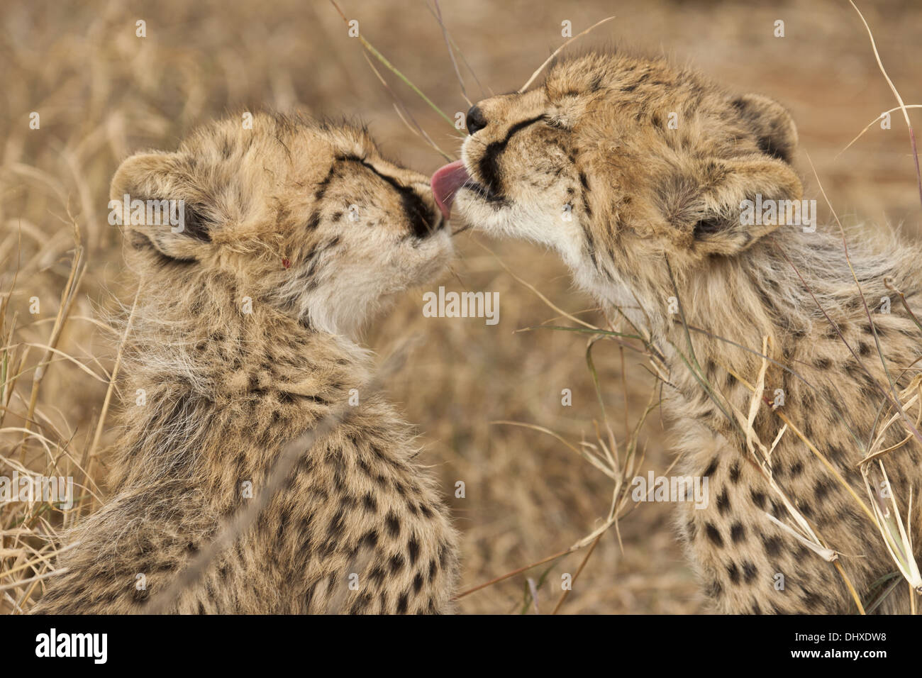 Young cheetahs in grooming (Acinonyx jubatus Stock Photo - Alamy