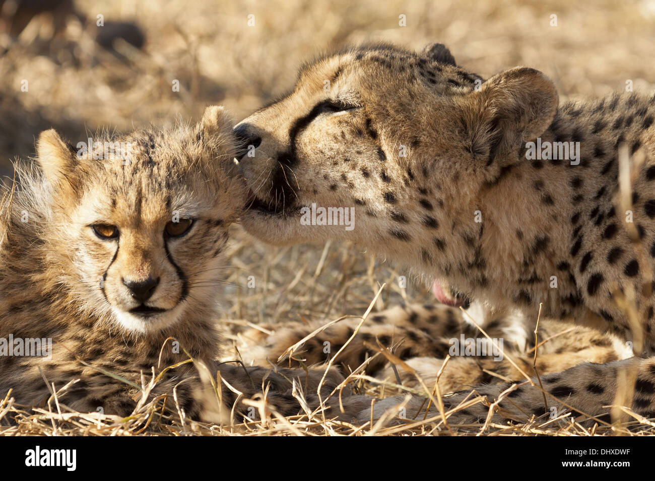 Cheetah (Acinonyx jubatus Stock Photo - Alamy