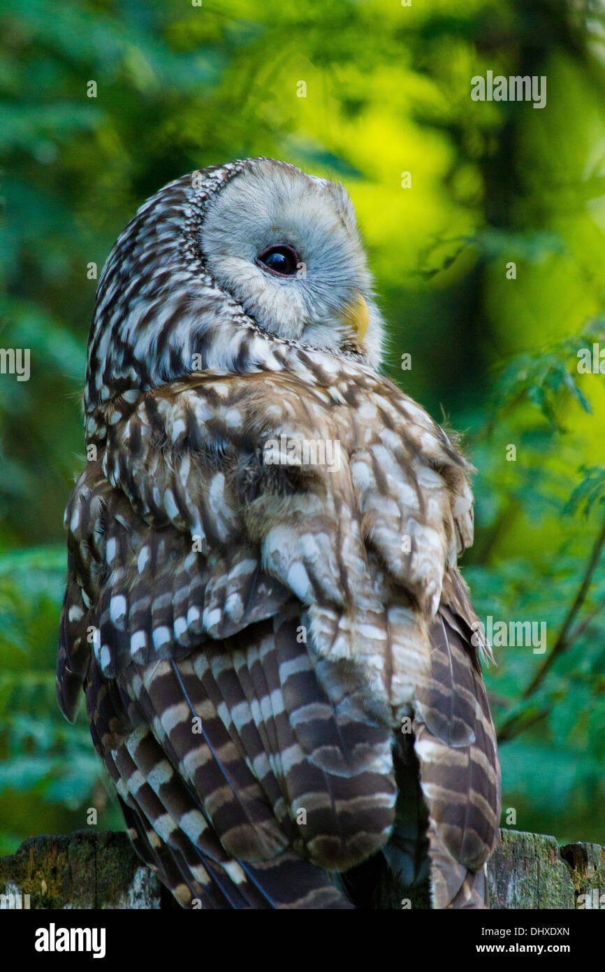 Ural Owl (Strix uralensis Stock Photo - Alamy