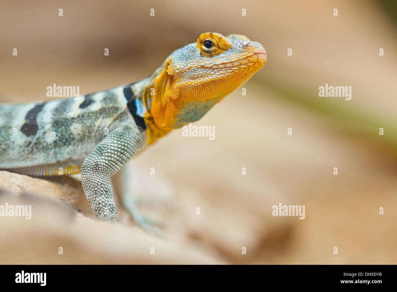 Iguana (Petrosaurus thalassinus Stock Photo - Alamy