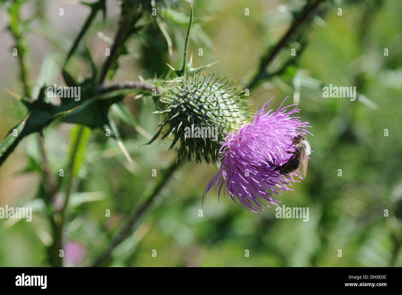Welted thistles hi-res stock photography and images - Alamy