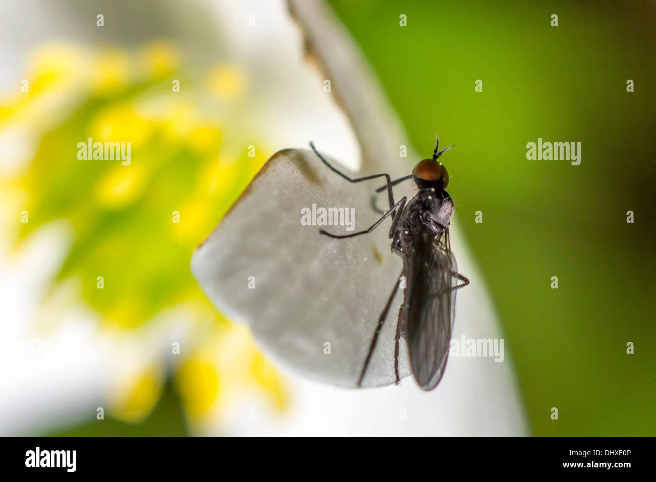 Portrait of a forest fly Stock Photo - Alamy