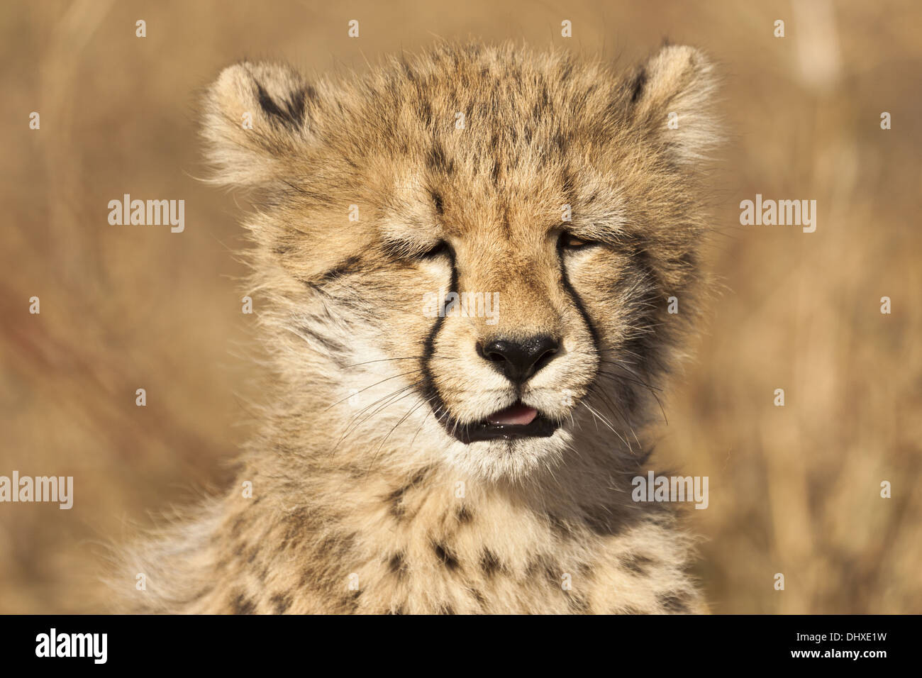 Young cheetah (Acinonyx jubatus) in the portrait Stock Photo - Alamy