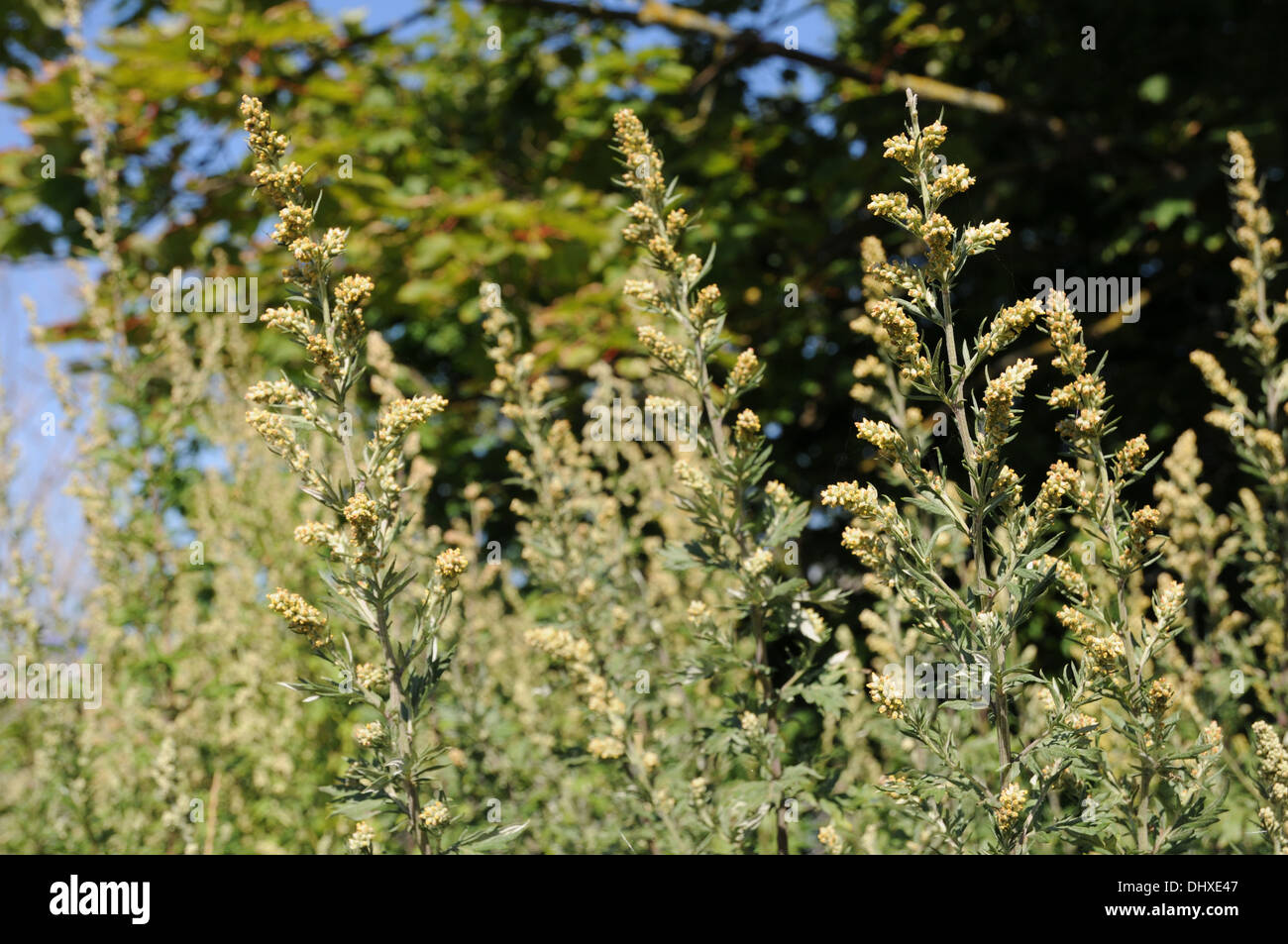 Wormwood flowers hi-res stock photography and images - Alamy