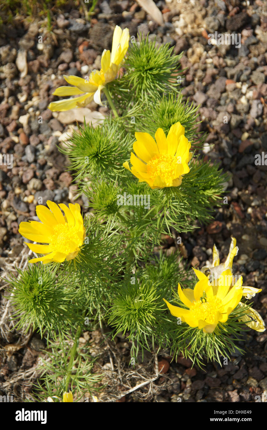 Adonisroschen hi-res stock photography and images - Alamy