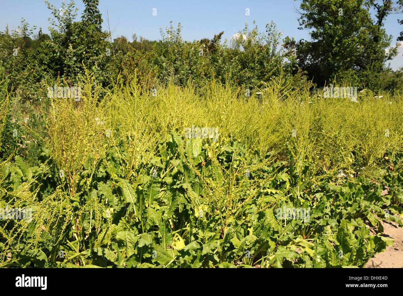 Sugar beet flowers hi-res stock photography and images - Alamy
