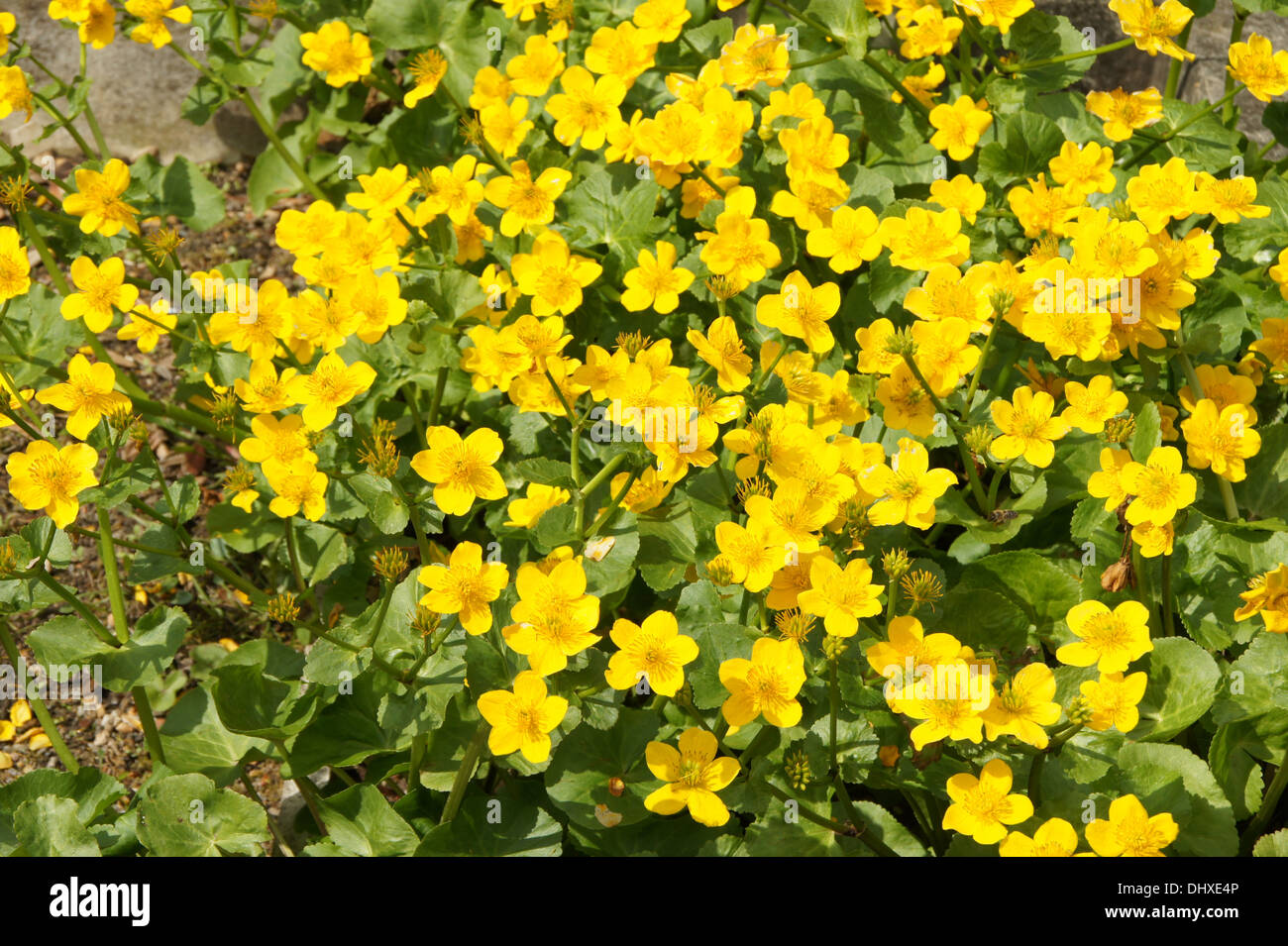 Kingcups High Resolution Stock Photography and Images - Alamy