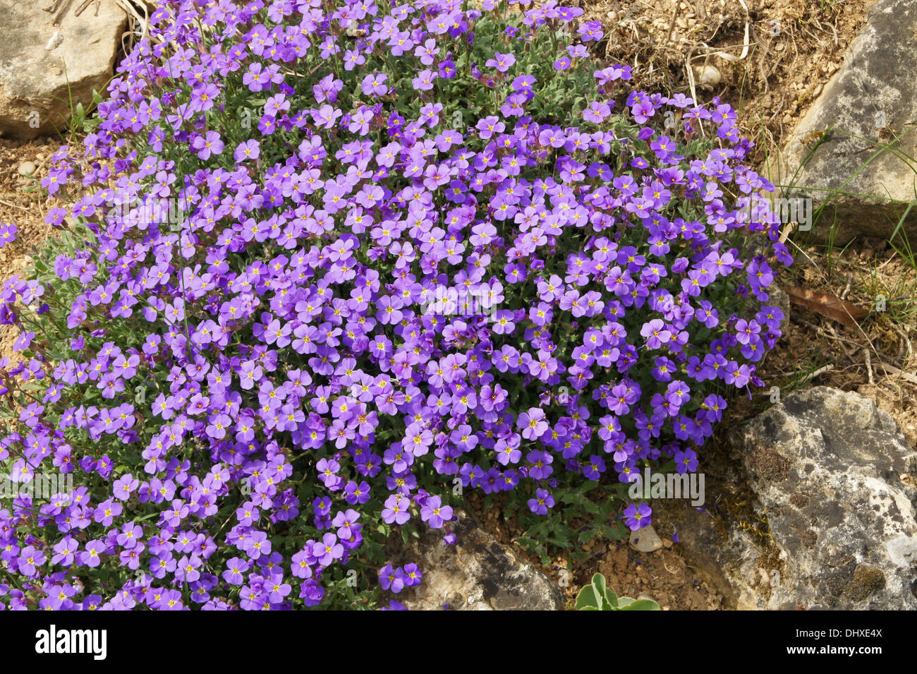 Rockgarden plants hi-res stock photography and images - Alamy